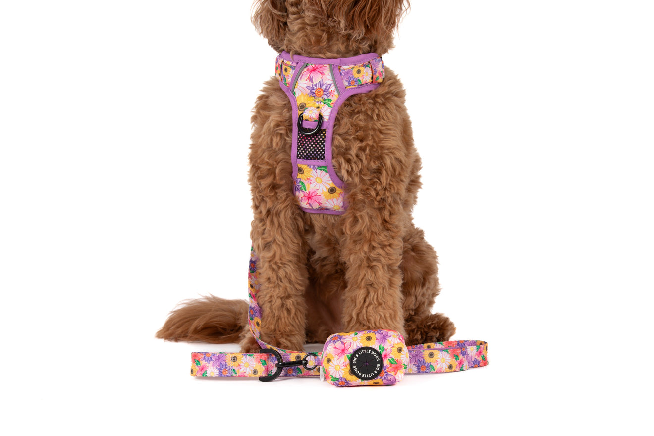 Dog Harnesses, Dog Collars & Dog Leashes for Big & Small Dogs – Big ...