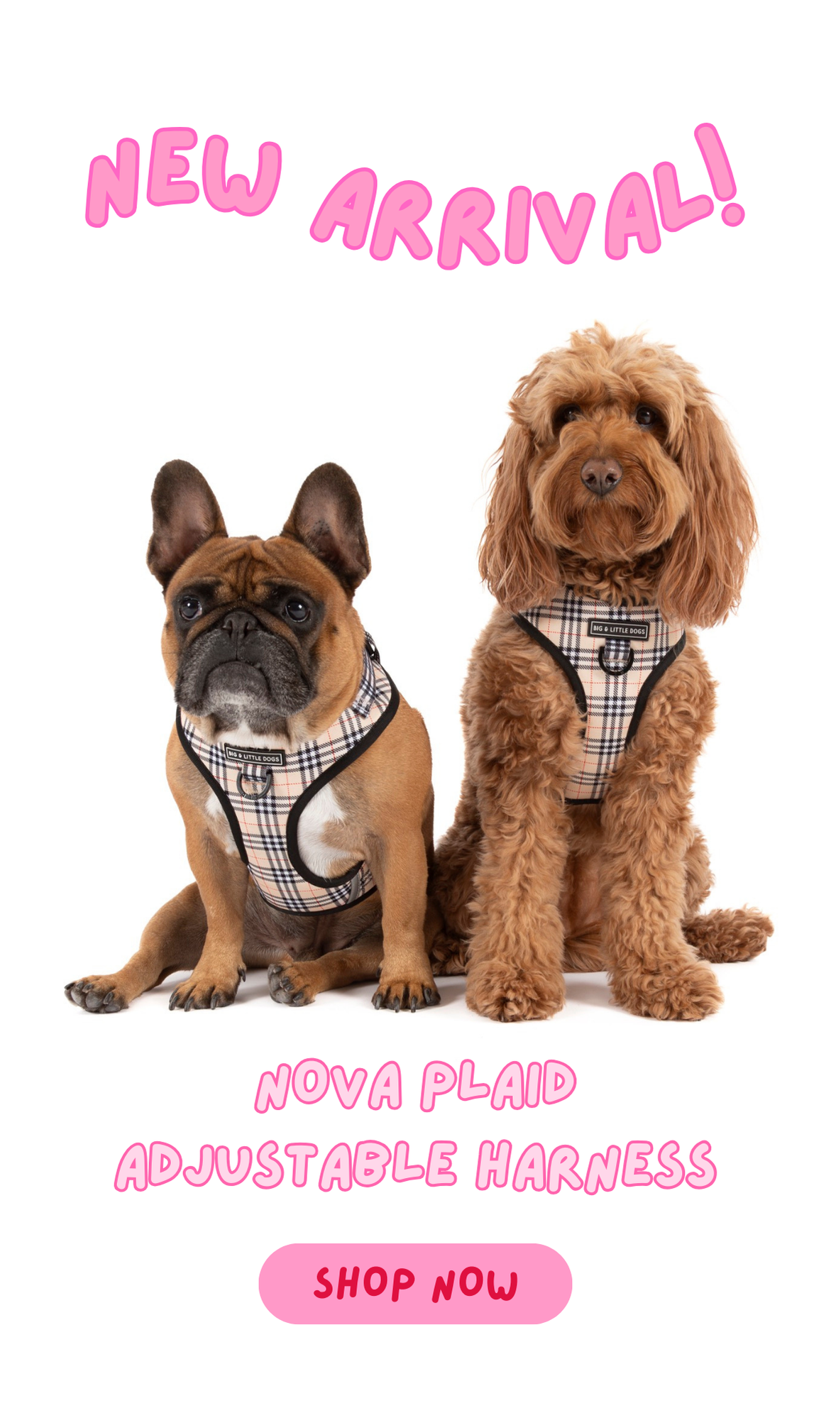Dog Harnesses, Dog Collars & Dog Leashes for Big & Small Dogs – Big ...