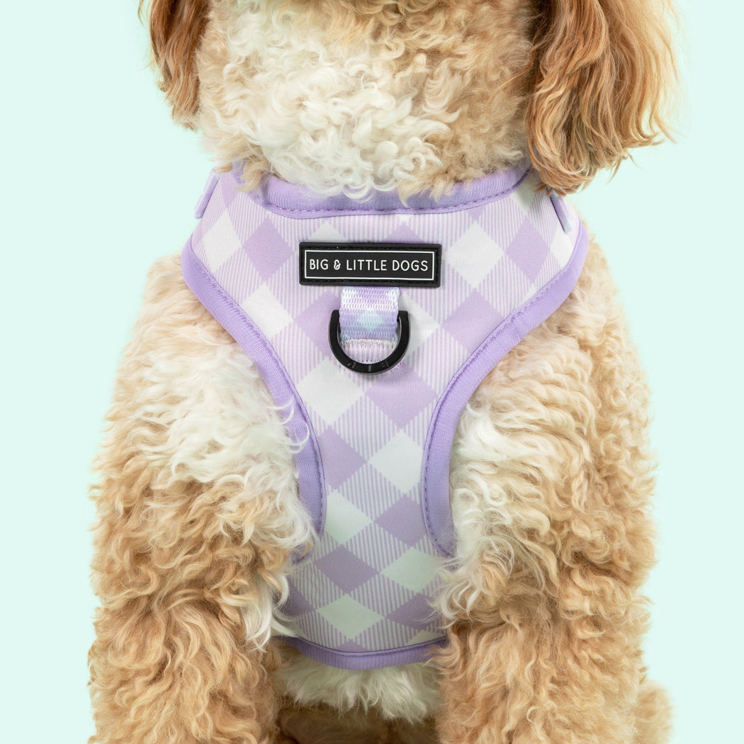 Dog Harnesses, Dog Collars & Dog Leashes for Big & Small Dogs – Big ...